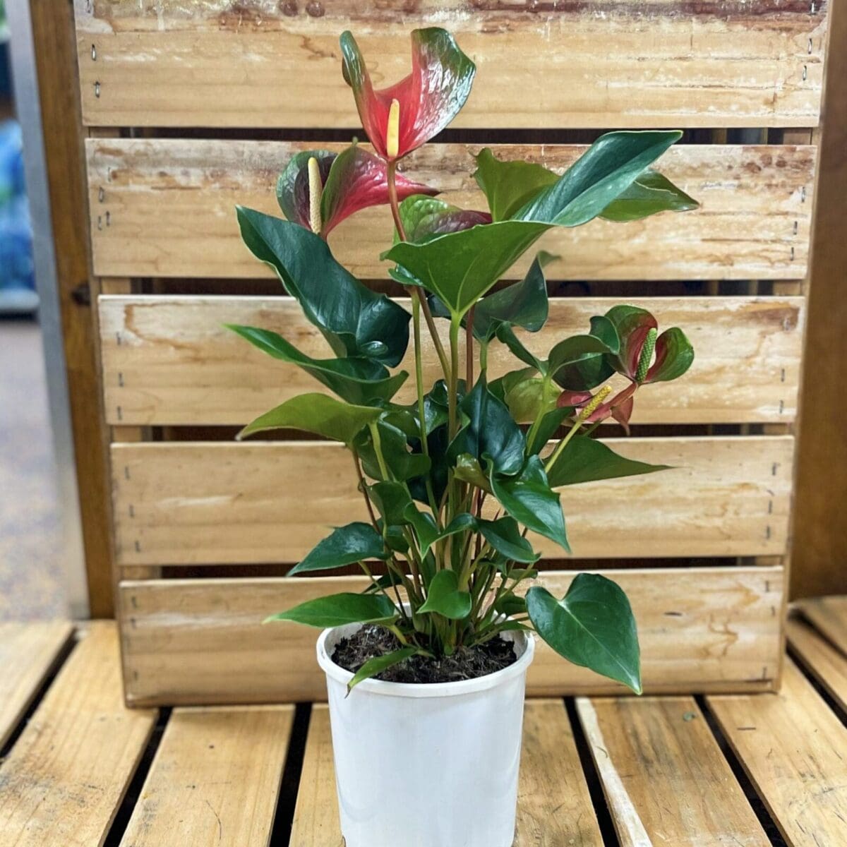 ANTHURIUM PLANT - Zone Fresh