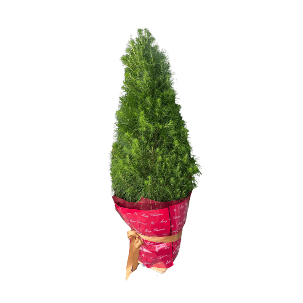 CHRISTMAS TREE EXTRA LARGE - Zone Fresh