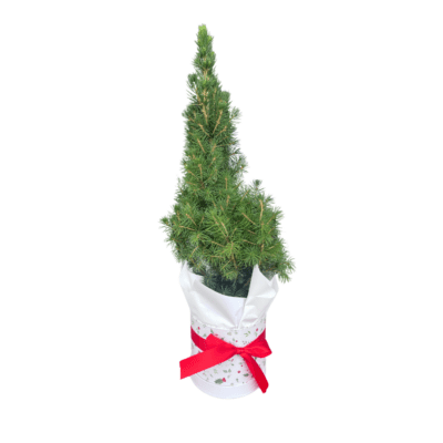 CHRISTMAS TREE SMALL - Zone Fresh