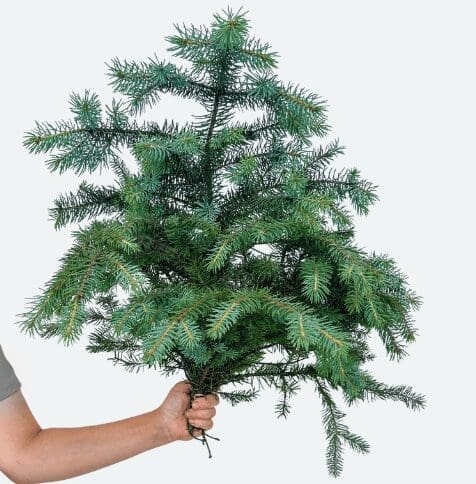 FLOWERS SPRUCE - Zone Fresh